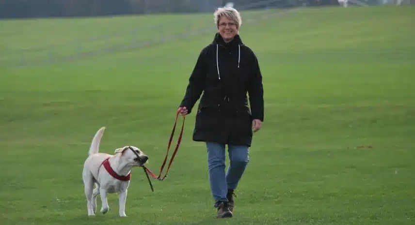 Mastering Dog Training: A Beginner's Guide to Building a Stronger Bond ...
